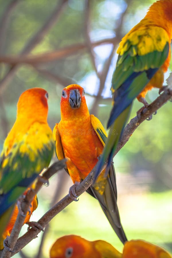 Colourful Sun Conure birds stock image. Image of yellow - 94115859