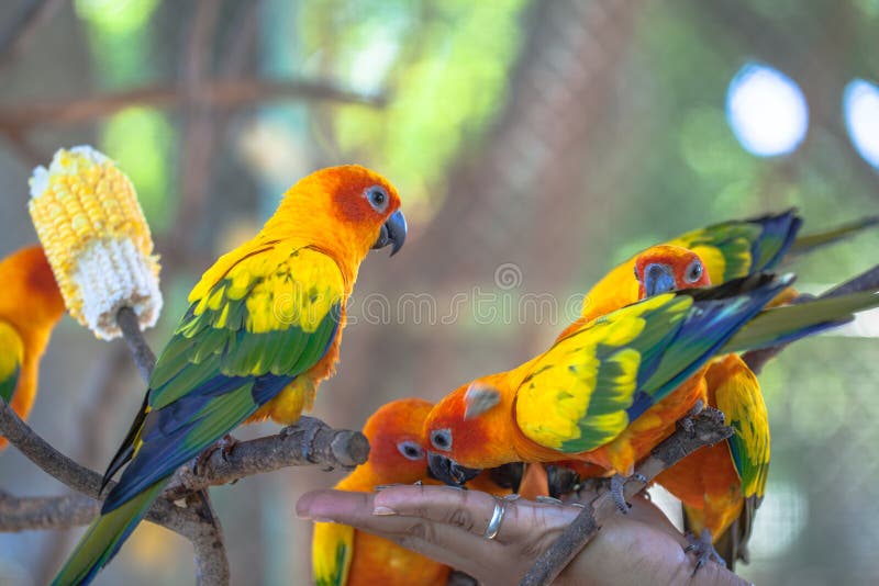 Colourful Sun Conure birds stock image. Image of tropical - 94115867
