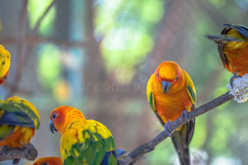 Colourful Sun Conure birds stock image. Image of beautiful - 94115977