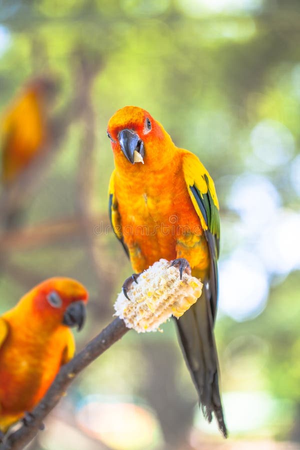 Colourful Sun Conure birds stock image. Image of beautiful - 94115991