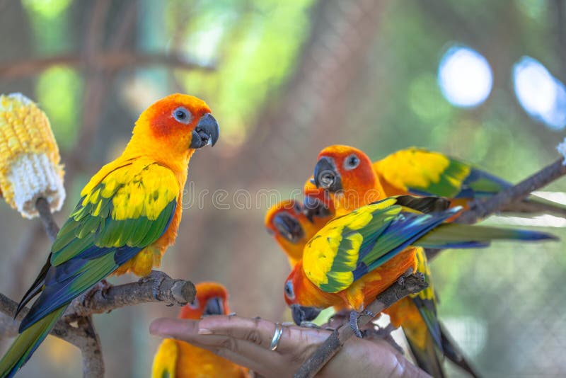 Colourful Sun Conure birds stock photo. Image of corn - 94115994