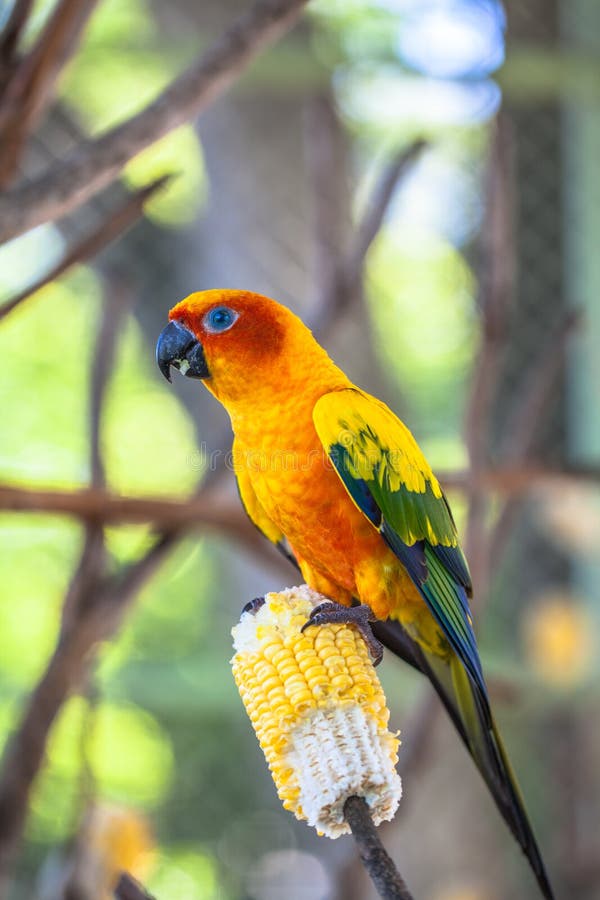 Colourful Sun Conure birds stock photo. Image of animal - 94116044