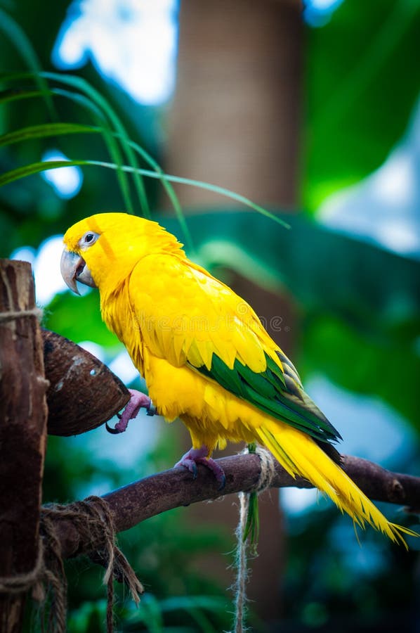 Sun Conure parrot bird stock photo. Image of green, avian - 44135070