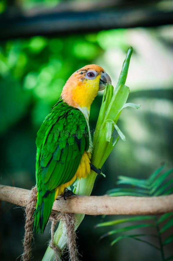 Parrot birds stock photo. Image of family, fauna, line - 13625428