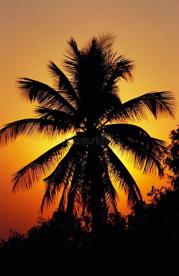 Colourful Sunset Behind Top of Coconut Tree, Pune, Maharashtra, India ...