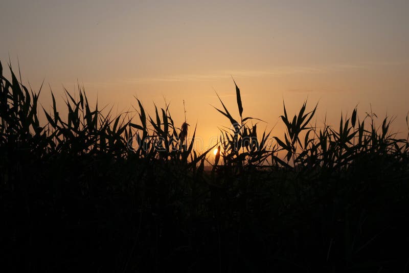 Sunset through the Reeds Vertical Stock Photo - Image of ground, sunset ...