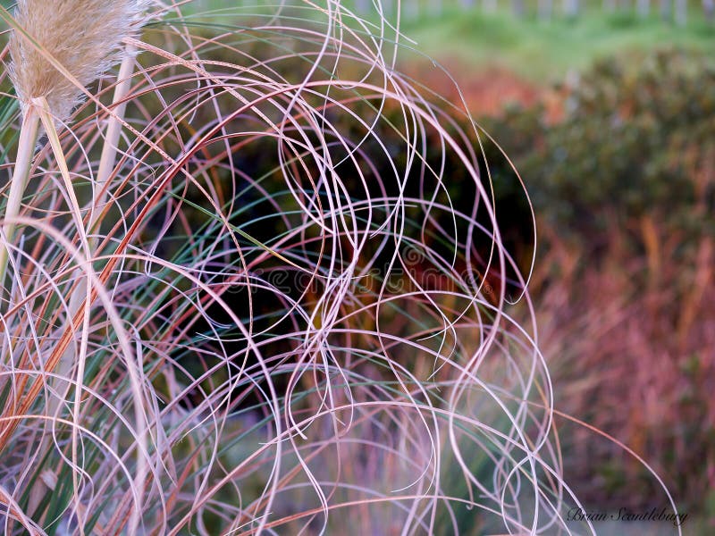 Colourful tangled strands stock image. Image of flora - 257862547