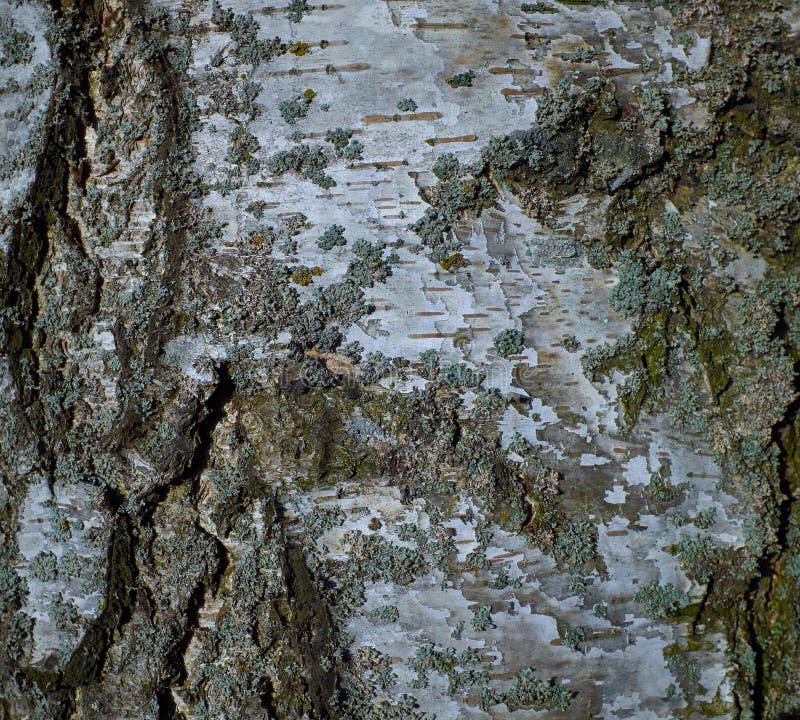 Colourful Texture of Birch Bark Tree with Blue Moss Stock Image - Image ...