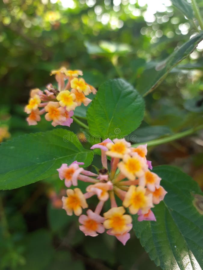 Colourful tiny flowers stock image. Image of tiny, nature - 260705037