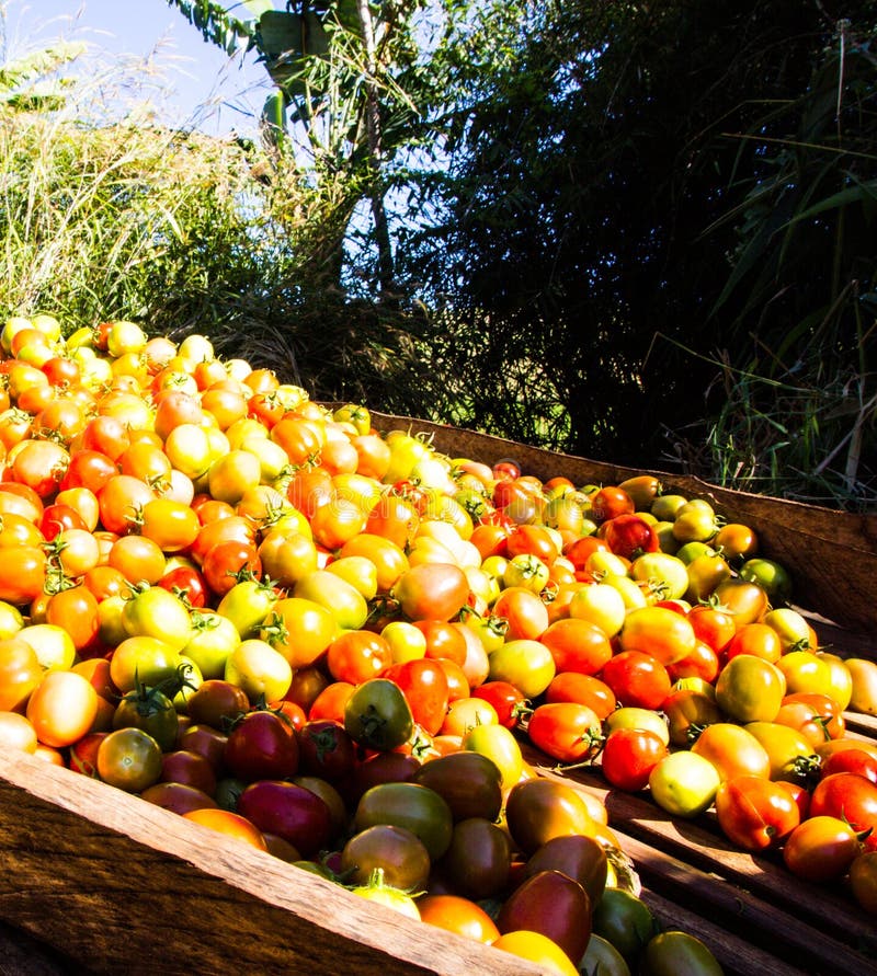 Colourful of Tomatoes in Mountain at Maehongson Stock Image - Image of ...