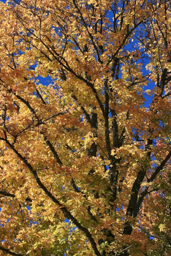 Colourful tree branch stock photo. Image of tree, treebranch - 10448176