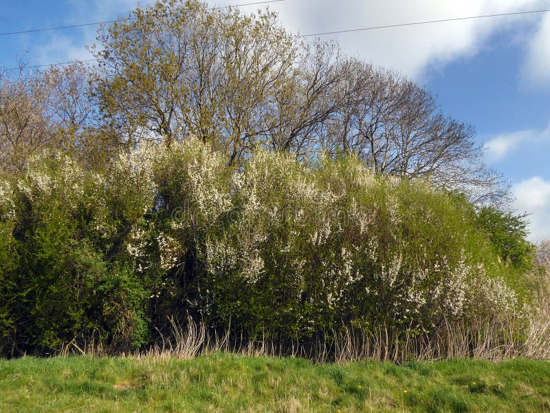 Colourful Trees at Edge of Field Stock Photo - Image of chimney, clear ...