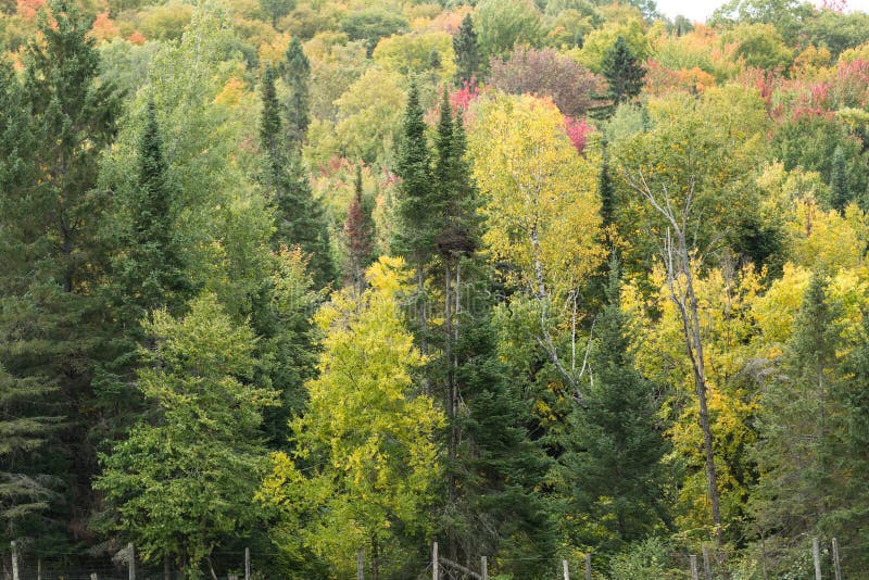 Colourful Trees in a Fall Setting Stock Image - Image of landscape ...