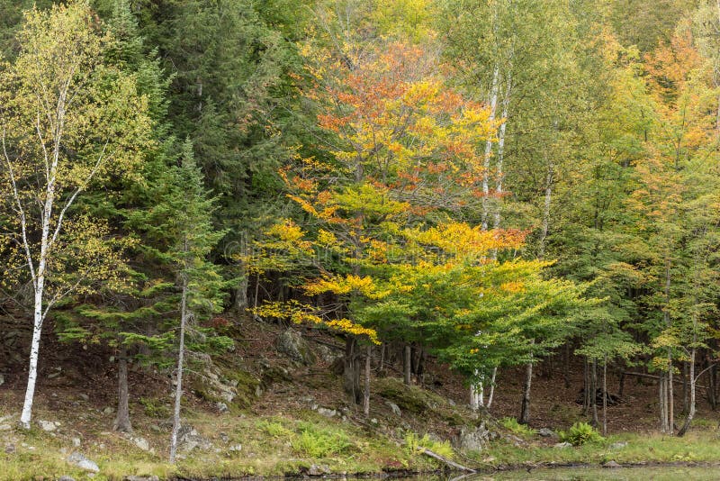 Colourful Trees in a Fall Setting Stock Image - Image of ontario ...