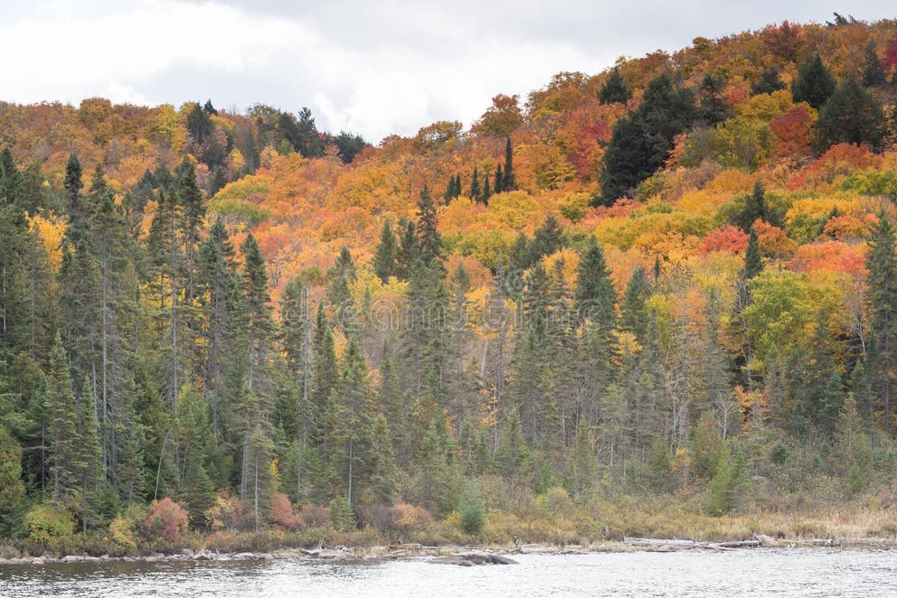 Colourful Trees in a Fall Setting Stock Photo - Image of foliage, leaf ...