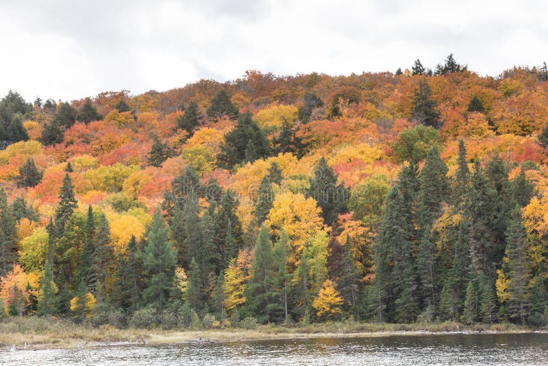 Colourful Trees in a Fall Setting Stock Photo - Image of leaf, cottage ...