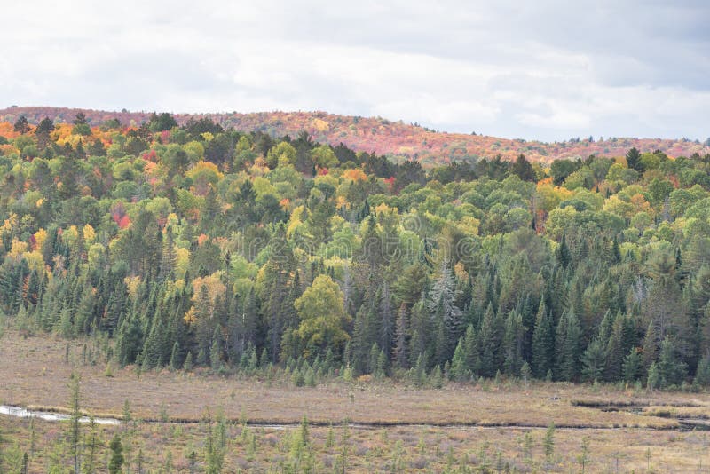 Colourful Trees in a Fall Setting Stock Photo - Image of outdoor, maple ...