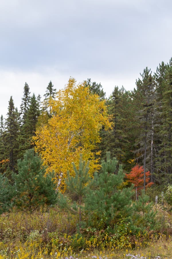 Colourful Trees in a Fall Setting Stock Photo - Image of america ...