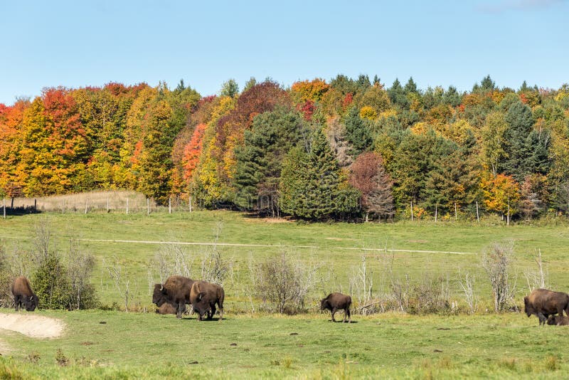 Colourful Trees in a Fall Setting Stock Photo - Image of maple ...