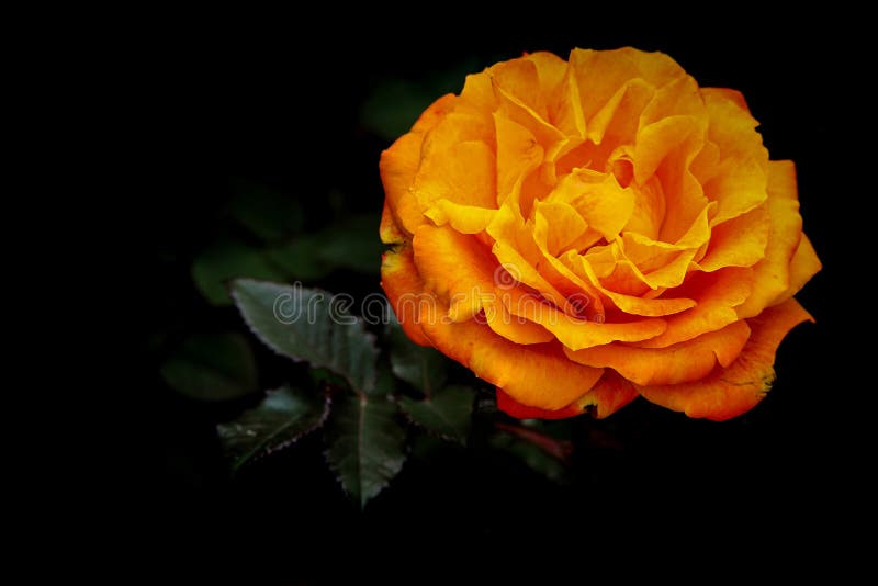 Beautiful Orange Rose in a Spring Garden Stock Image - Image of floral ...