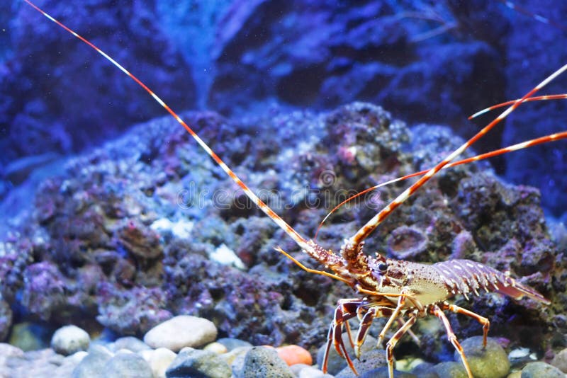 Colourful Tropical Rock Lobster Stock Photo - Image of rock, multi: 4923550