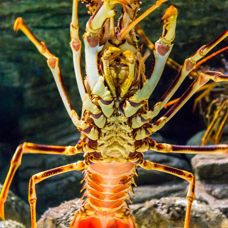 Colourful Tropical Rock Lobster Under Water Stock Image - Image of cuba ...
