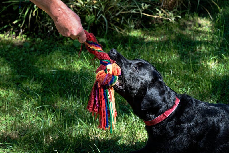 A Test of Strength. a Black Dog, Maybe a Labrador, is Pulling on a Tug ...