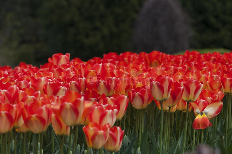 Colourful Tulip Flowers in Poland Stock Photo - Image of season, orange ...