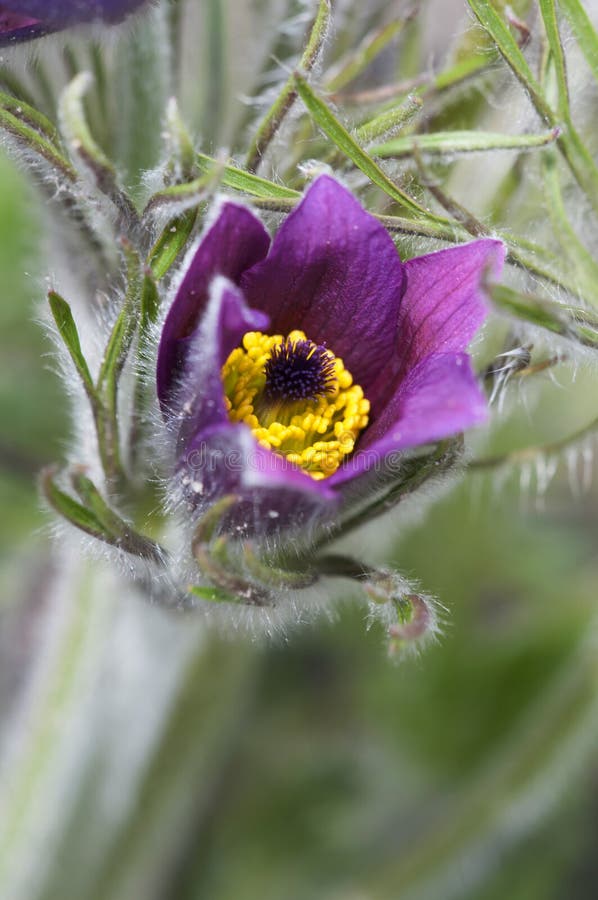 Colourful Tulip Flowers in Poland Stock Image - Image of cultivated ...