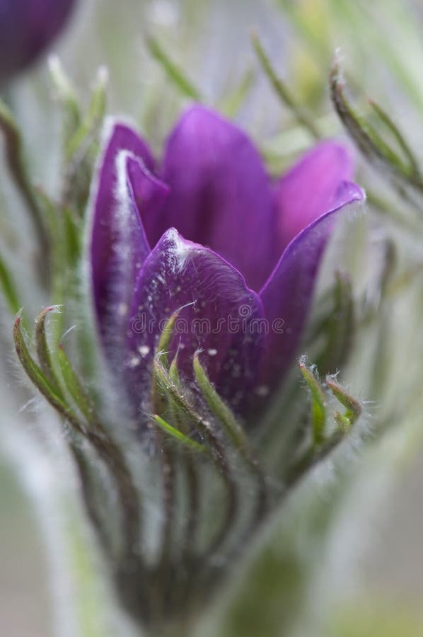 Colourful Tulip Flowers in Poland Stock Image - Image of grass ...