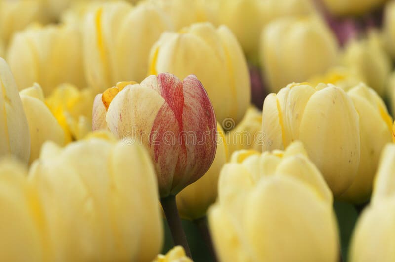 Colourful Tulip Flowers in Poland Stock Photo - Image of green, close ...
