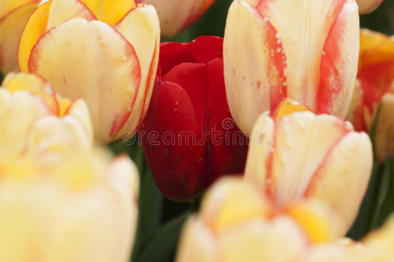 Colourful Tulip Flowers in Poland Stock Image - Image of orange, botany ...