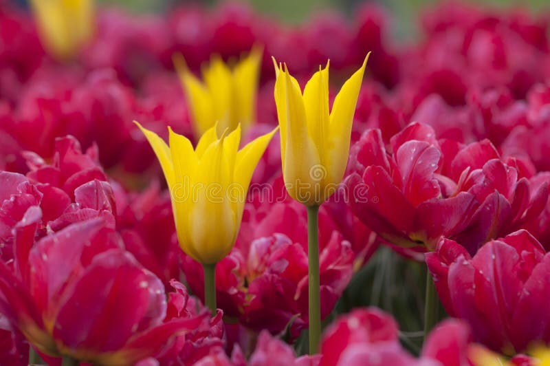 Colourful Tulip Flowers in Poland Stock Photo - Image of orange ...