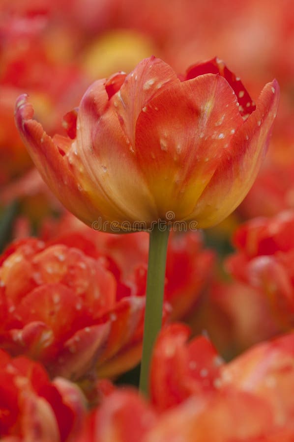 Colourful Tulip Flowers in Poland Stock Image - Image of ornamental ...