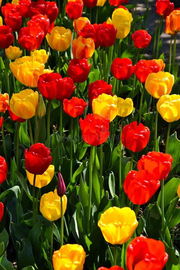 Colourful tulips stock image. Image of colours, love - 53983295