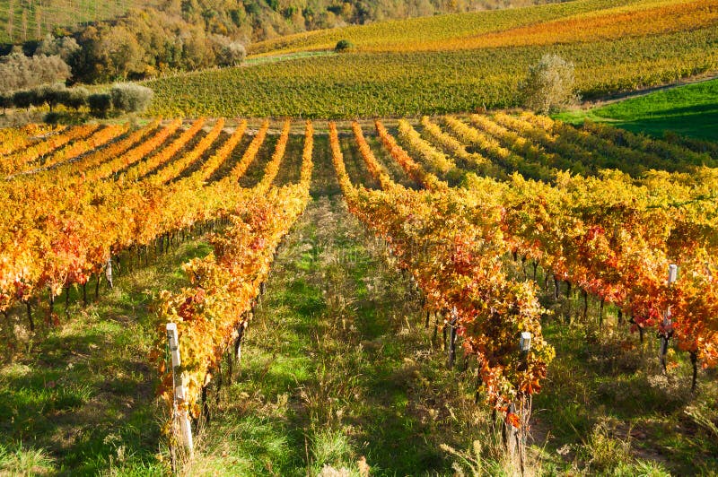 Colourful Vineyard on Hills in Fall Stock Photo - Image of orange ...