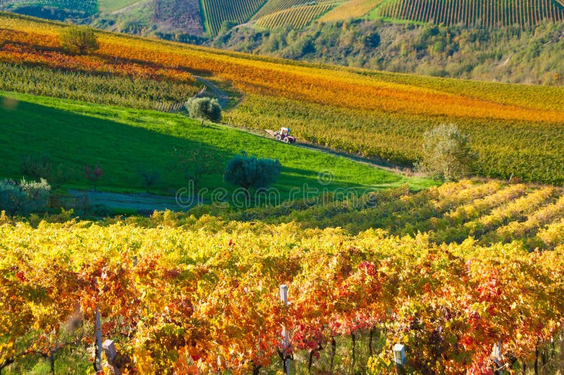 Colourful Vineyard on Hills in Fall Stock Photo - Image of wine ...