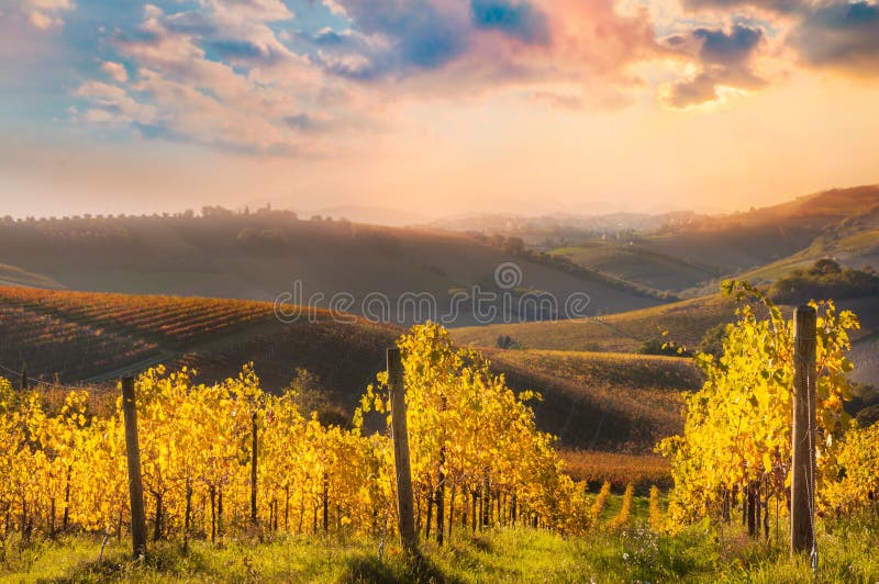 Colourful Vineyard on Hills in Fall on Sunset Stock Photo - Image of ...