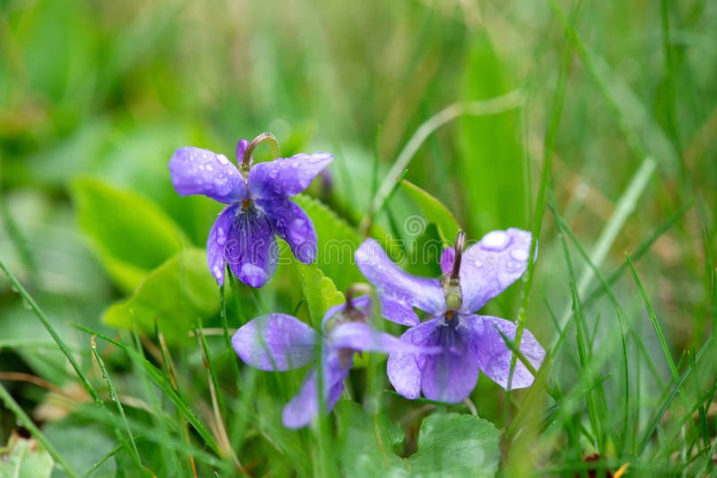 The Colourful Violets in the Wood in a Sunny Spring Day. Selective ...