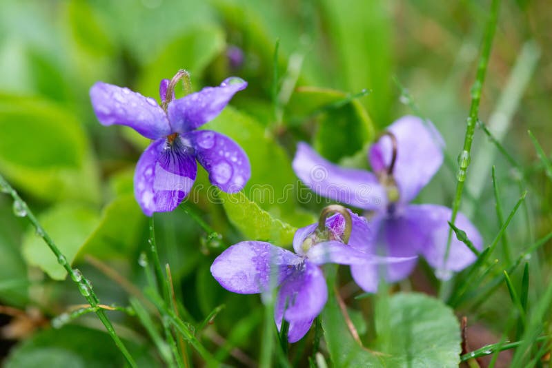 The Colourful Violets in the Wood in a Sunny Spring Day. Selective ...