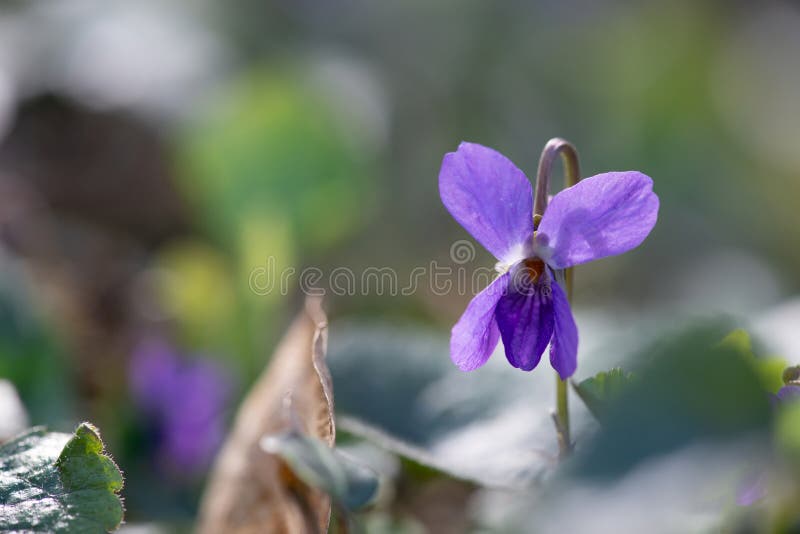 The Colourful Violets in the Wood in a Sunny Spring Day. Stock Photo ...