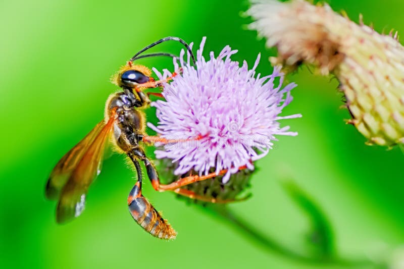 A colourful wasp stock photo. Image of feeding, insects - 42683980