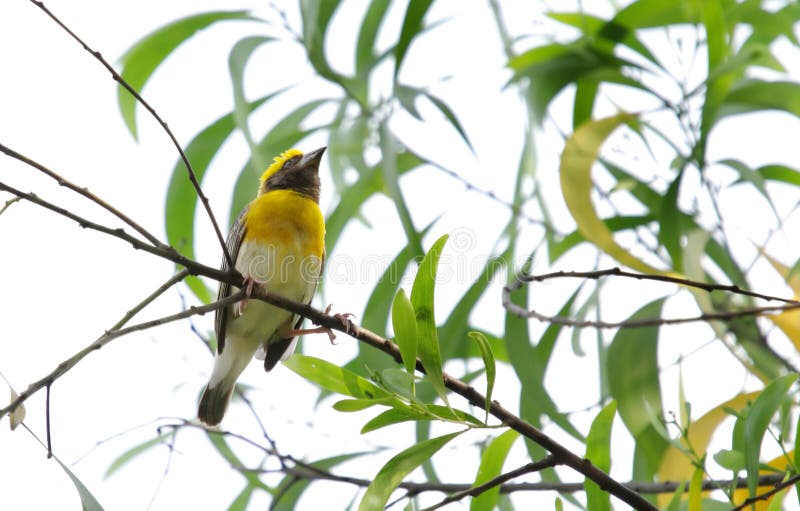Colourful Weaver bird stock photo. Image of animalia - 27251970
