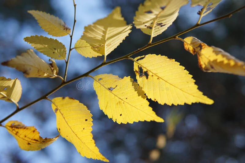 Colourful Yellow Autumn Leaves Under the Evening Sun Stock Photo ...