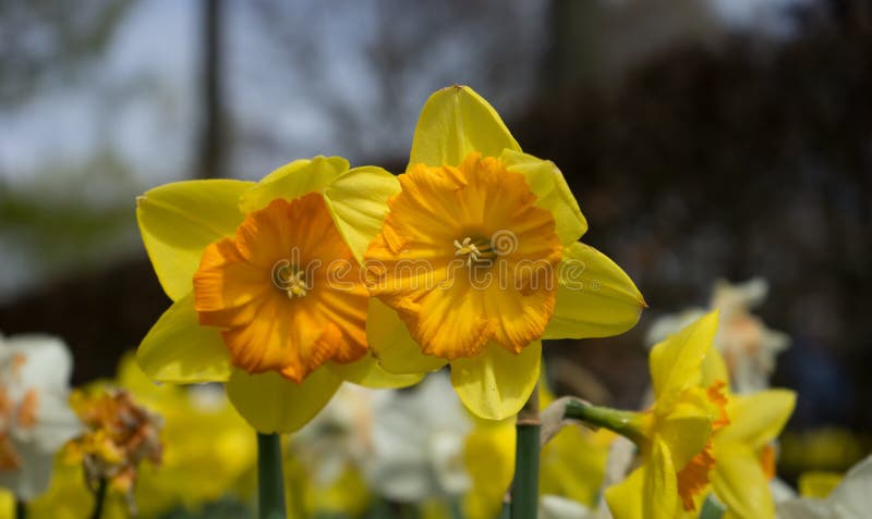 Colourful Yellow Daffodil Flowers with Beautiful Background on a Stock ...