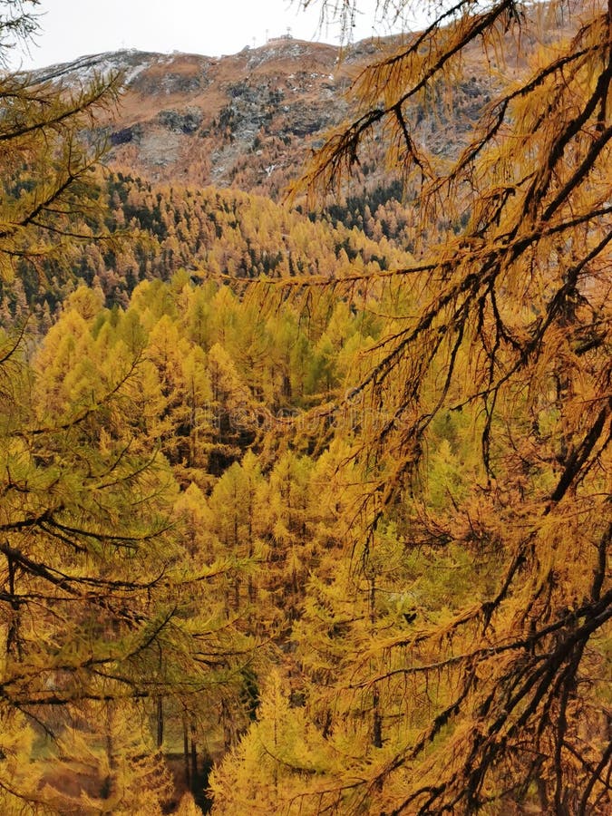 Colourfull Autumn Fur Trees in the Mountain Valley Stock Photo - Image ...