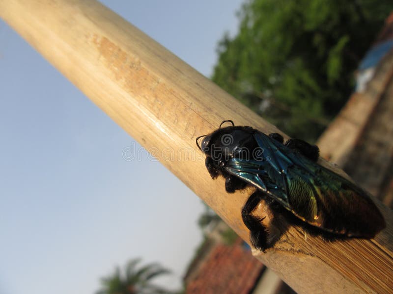 Colourfull black fly stock image. Image of insect, shunny - 98140921