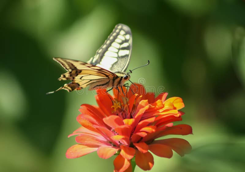 Colourfull Butterfly on Flower Stock Image - Image of idea, inspiration ...