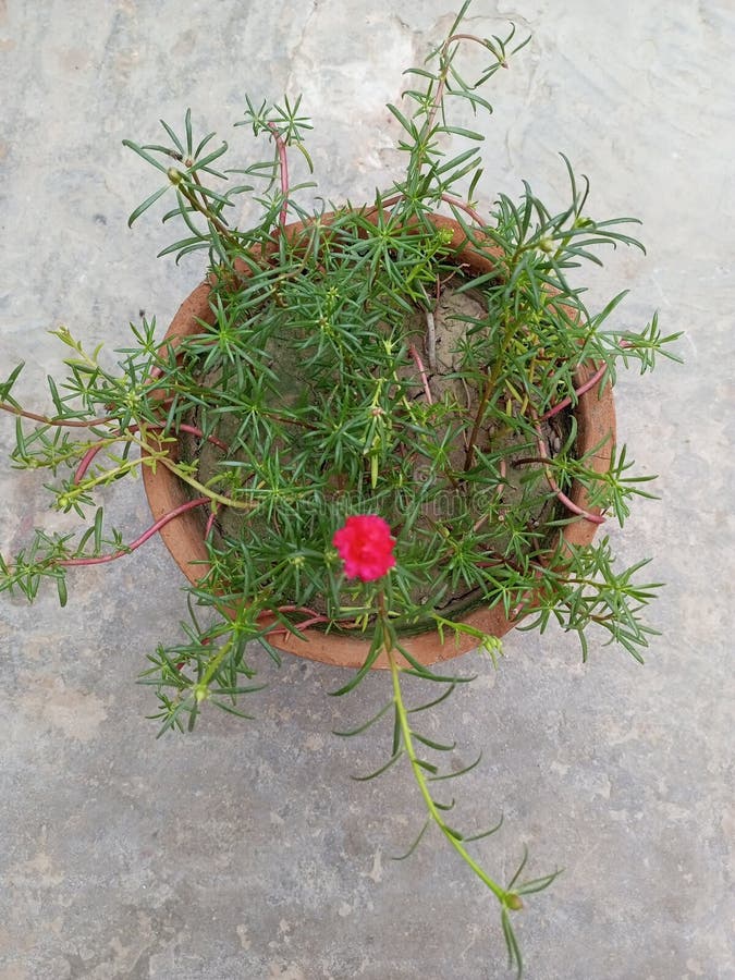 A Colourfull and Fesh Flower . Stock Image - Image of flowerpot, branch ...