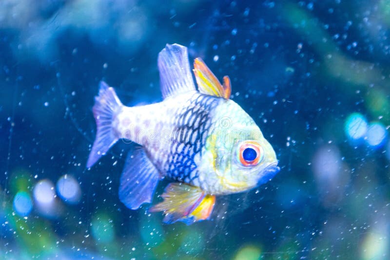 Aquarium Colourfull Fish In Dark Deep Blue Water Stock Photo - Image of ...